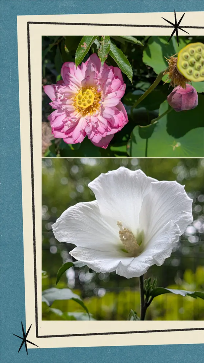 小さなラン〔写真3枚目〕-おれんじぺこさんの日記｜みんなの趣味の園芸2025/07/08