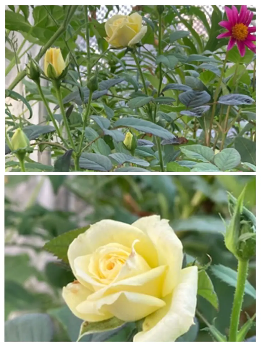 オールドローズ｜園芸日記byくーちゃん｜みんなの趣味の園芸｜1354593