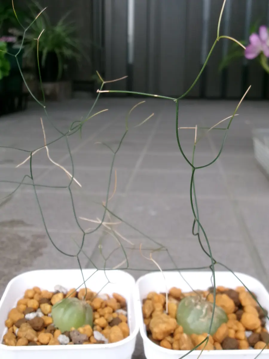 個性的｜園芸日記byすーちゃん｜みんなの趣味の園芸｜1354863