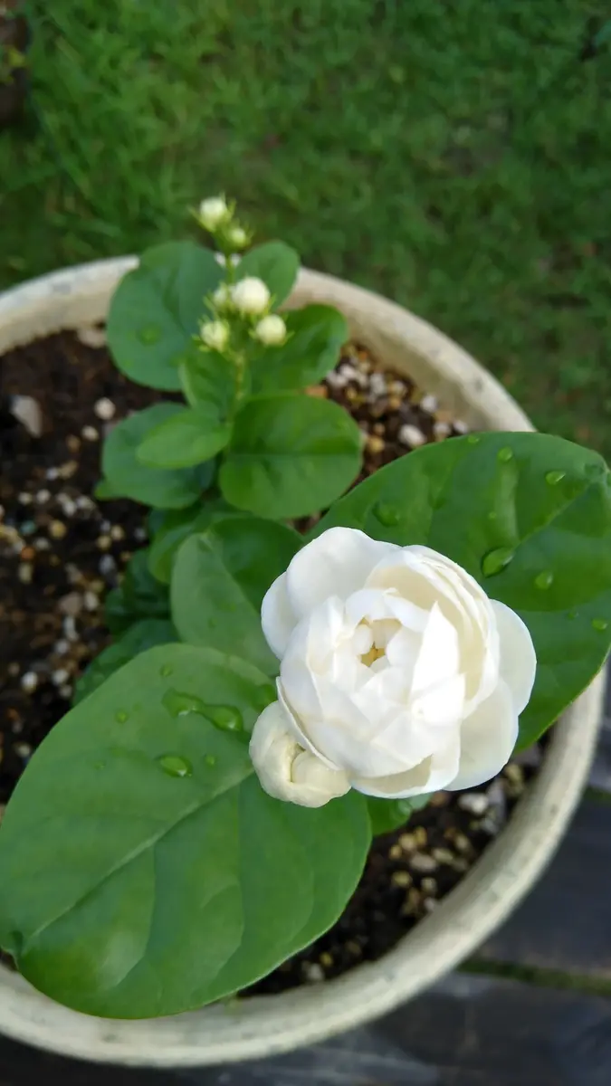 茉莉花(マツリカ)の花｜園芸日記byshinji70｜みんなの趣味の園芸｜1355094