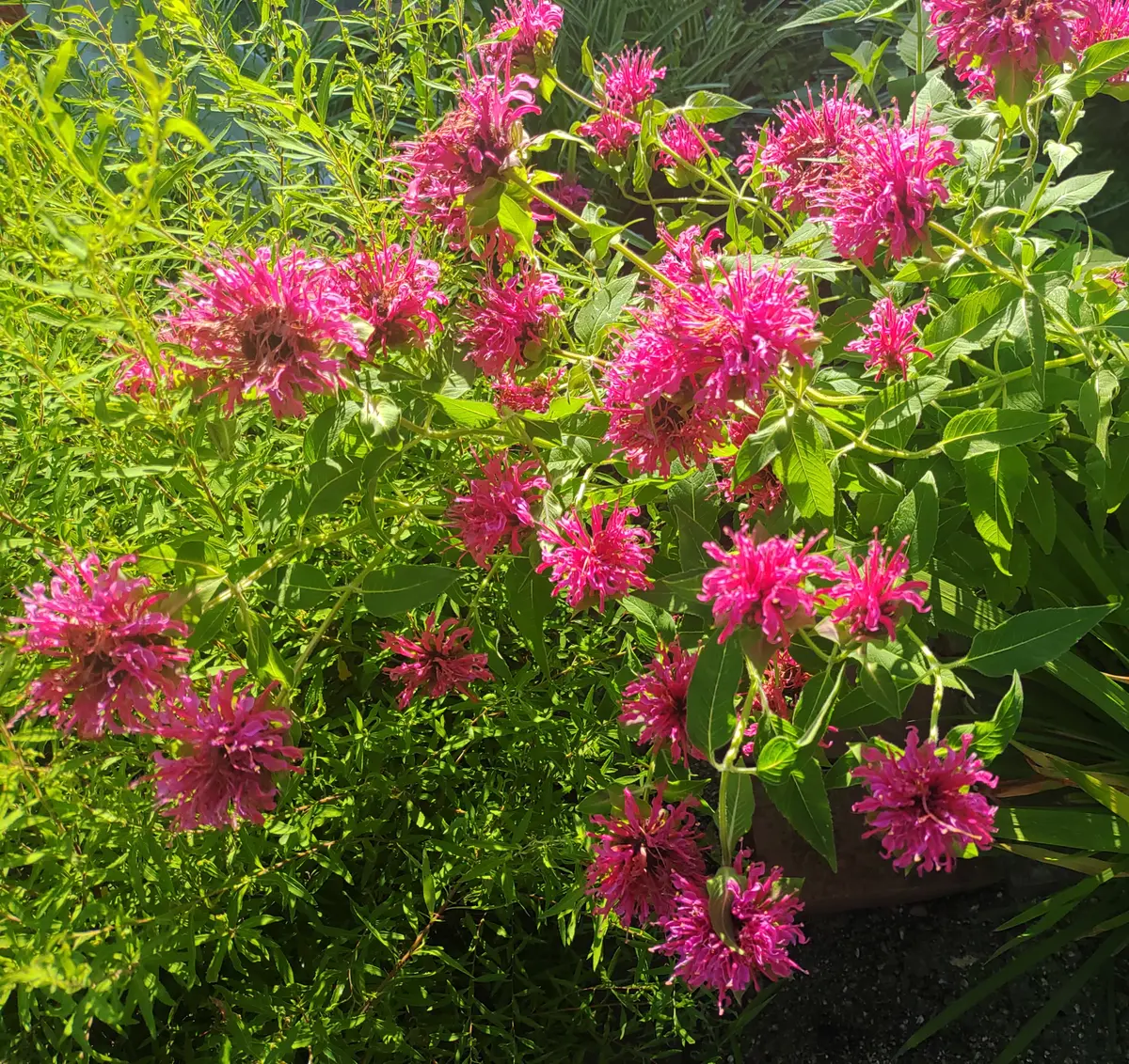 タイバツバナ-モダルナ｜園芸日記by明日香hitomi｜みんなの趣味の園芸｜1355147