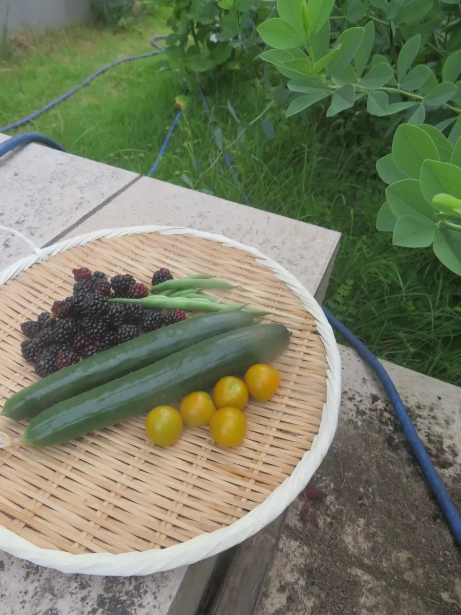 家庭菜園7月10日｜園芸日記byくうねるあそぶ｜みんなの趣味の園芸｜1355181