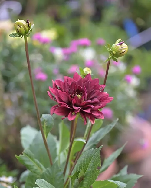 黒蝶が咲いてきました。〔写真1枚目〕-有島 薫さんの日記｜みんなの趣味の園芸2025/07/11
