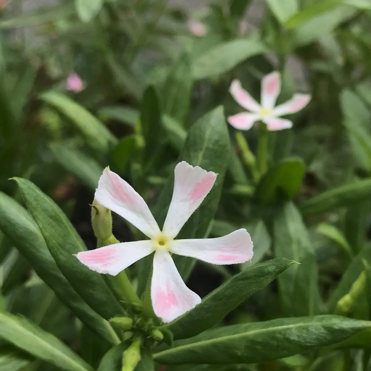 今年はニチニチソウが次々と枯れます😥｜園芸日記byらむちゃん｜みんなの趣味の園芸｜1355810