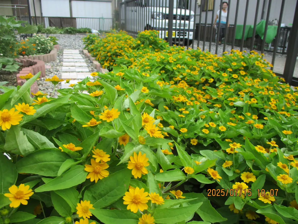 今朝の様子〔写真1枚目〕-ｽﾊﾟﾆｯｼｭﾌﾗﾒﾝｺさんの日記｜みんなの趣味の園芸2025/07/16