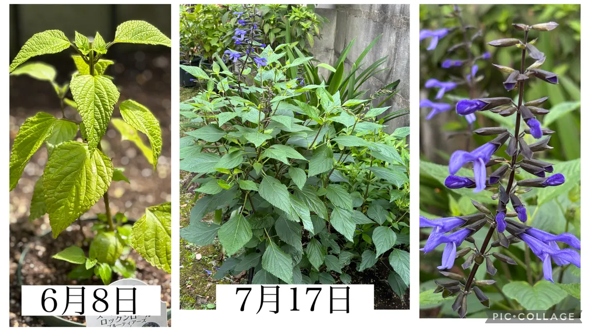 夏が来ました｜園芸日記byみそスープ｜みんなの趣味の園芸｜1357912