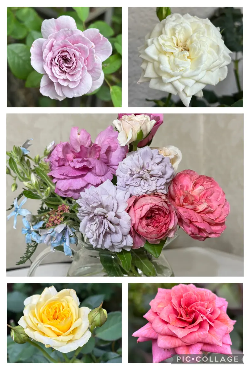 夏が来ました｜園芸日記byみそスープ｜みんなの趣味の園芸｜1357912