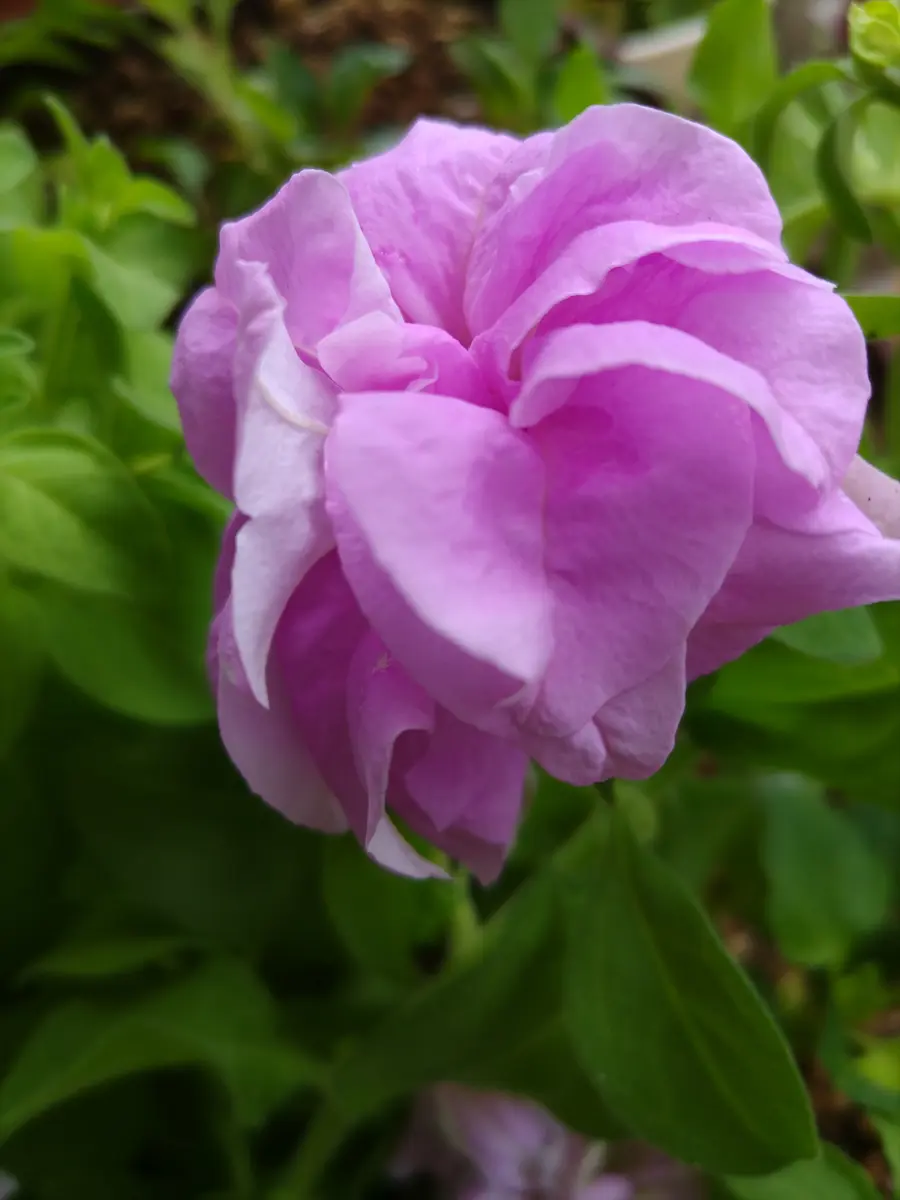 毎日暑いけれど咲いたよ咲いたよ｜園芸日記byけろけろ｜みんなの趣味の園芸｜1357924