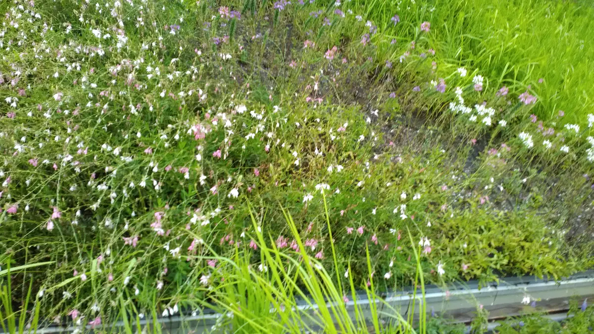 6時26℃｜園芸日記byガーデンハックルベリー｜みんなの趣味の園芸｜1358010