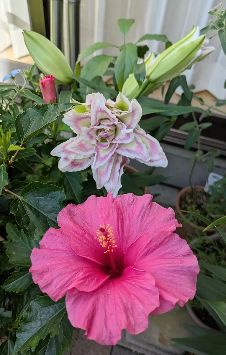 ハイビスカス🌺とユリ🩷🤍｜園芸日記byジャコウアゲハ｜みんなの趣味の園芸｜1358135