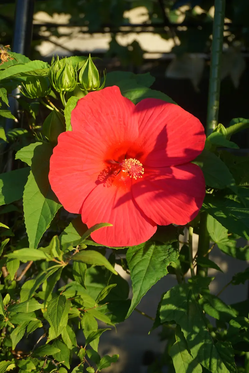 おはよう〔写真1枚目〕-あめんぼさんの日記｜みんなの趣味の園芸2025/07/21