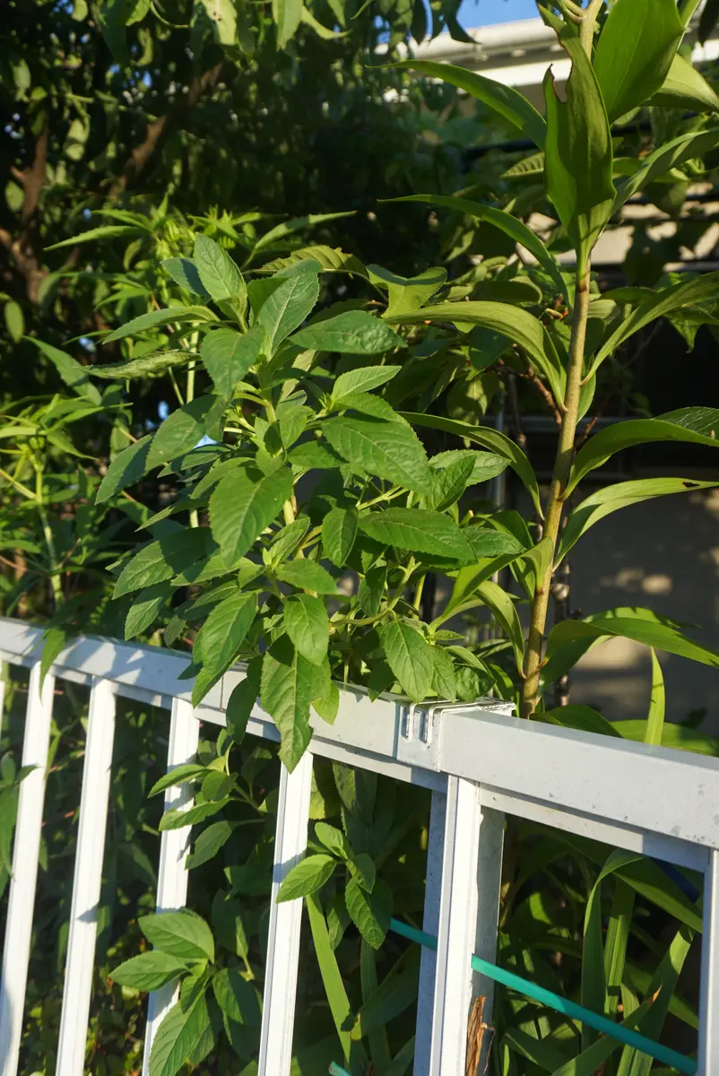 おはよう｜園芸日記byあめんぼ｜みんなの趣味の園芸｜1359068