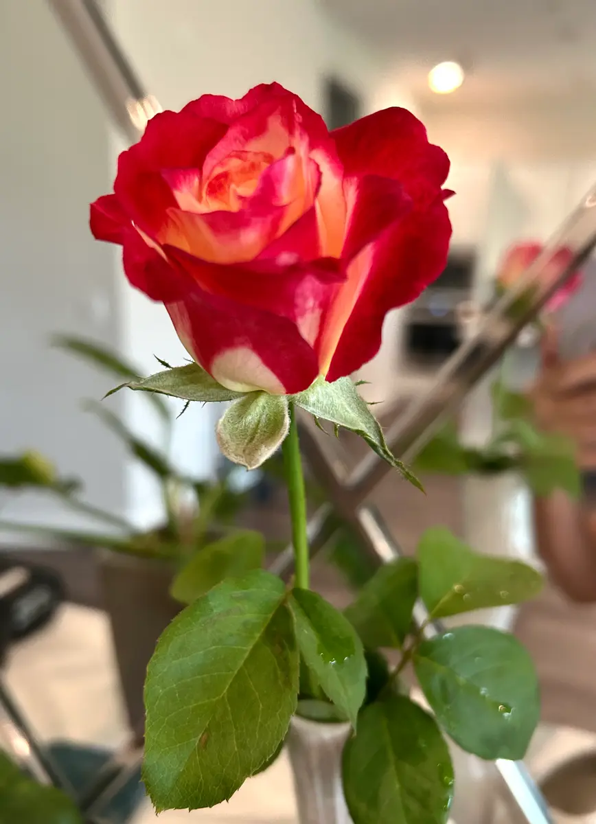 今週のブーケ②(7月20〜26日)｜園芸日記bymo’mo｜みんなの趣味の園芸｜1359357