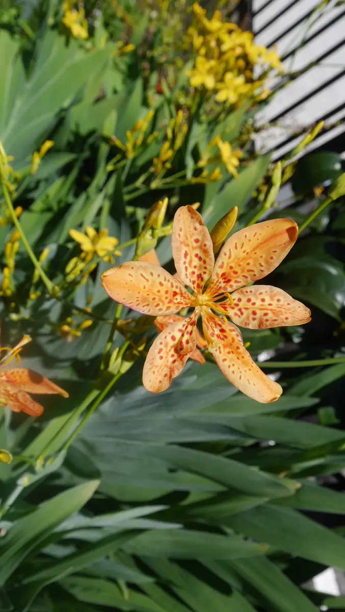 檜扇「真竜(シンリュウ)」｜園芸日記byshinji70｜みんなの趣味の園芸｜1359414