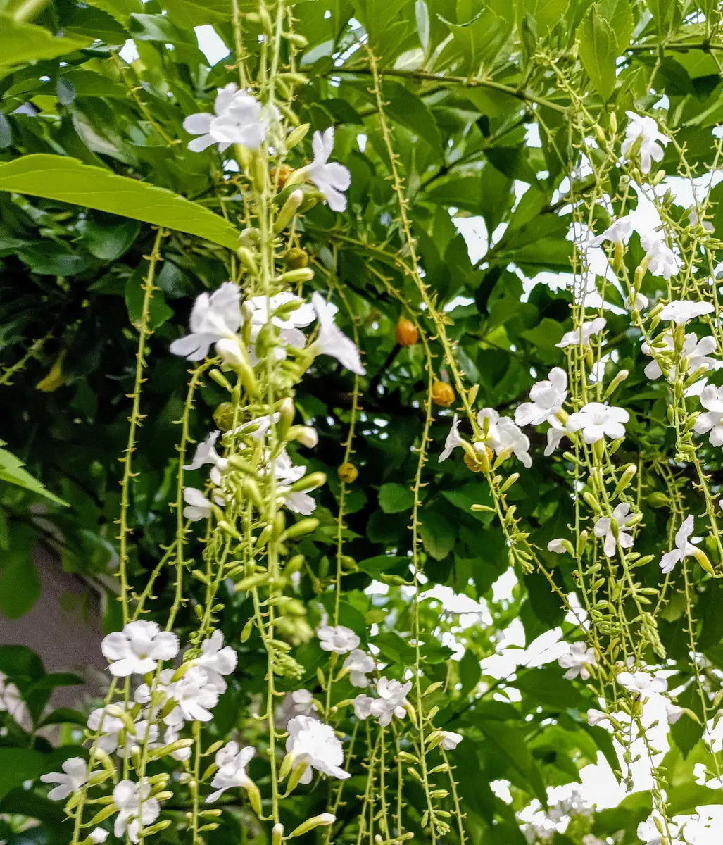 晴れ。メロン🍈育てるのが面白い。デュランタ。風船蔓。｜園芸日記byアサリナ｜みんなの趣味の園芸｜1359496