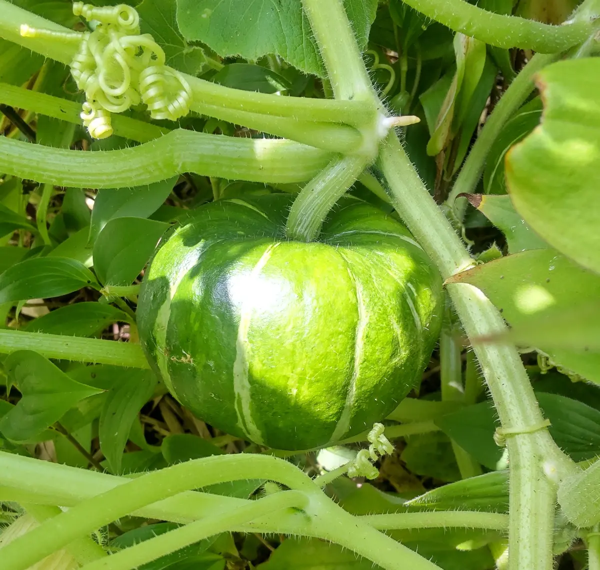 姫かぼちゃ｜園芸日記byあゆーみ｜みんなの趣味の園芸｜1359554