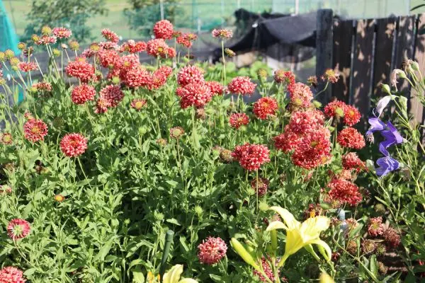 ガイラルディア・プルケラ・ラズルダズル｜園芸日記byann｜みんなの趣味の園芸｜1360441