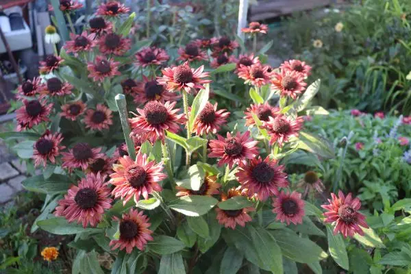 ガイラルディア・プルケラ・ラズルダズル｜園芸日記byann｜みんなの趣味の園芸｜1360441