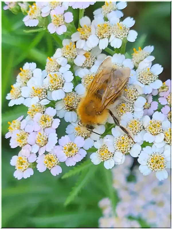 ヤマルリトラノオも咲いた～〔写真2枚目〕-ひなぼーさんの日記｜みんなの趣味の園芸2025/07/25