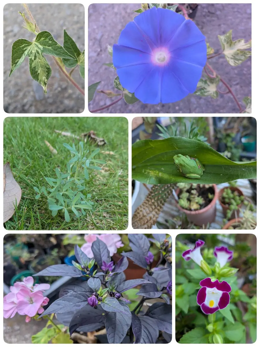 初めて見るお花〔写真2枚目〕-相模のすずめさんの日記｜みんなの趣味の園芸2025/07/27