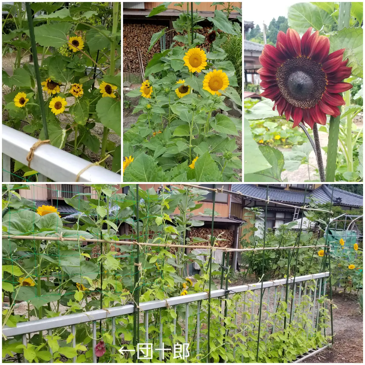 待望の開花～！〔写真2枚目〕-hanuraさんの日記｜みんなの趣味の園芸2025/07/27