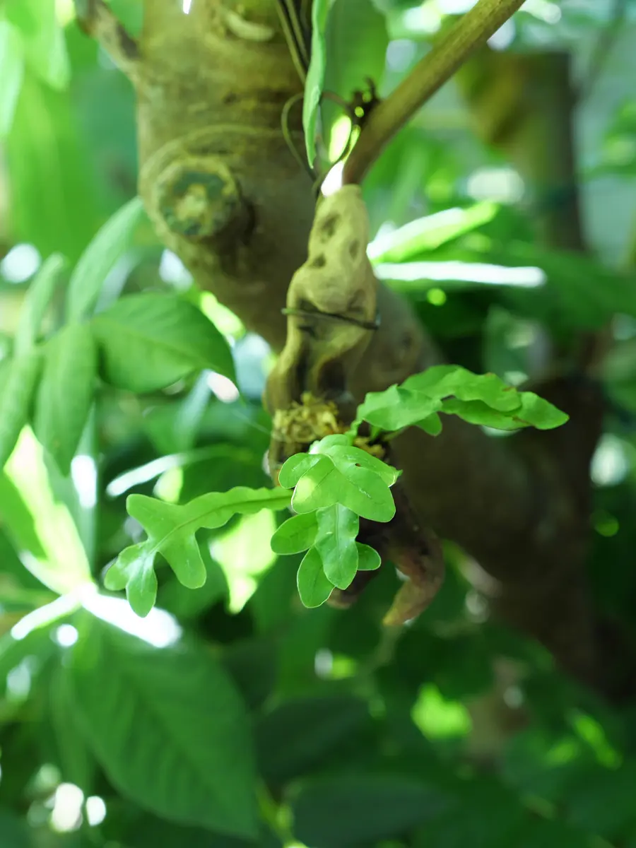 ドリナリアボニーヘゴ板付け｜園芸日記bybunkomaru｜みんなの趣味の園芸｜1361412