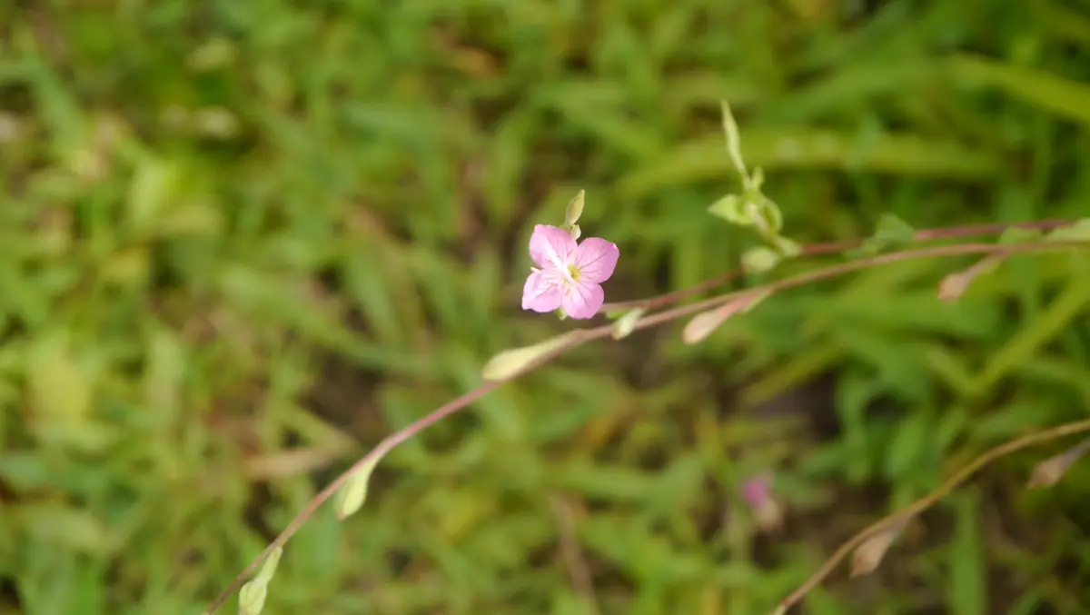可愛い野草-夕化粧｜園芸日記byshinji70｜みんなの趣味の園芸｜1361428