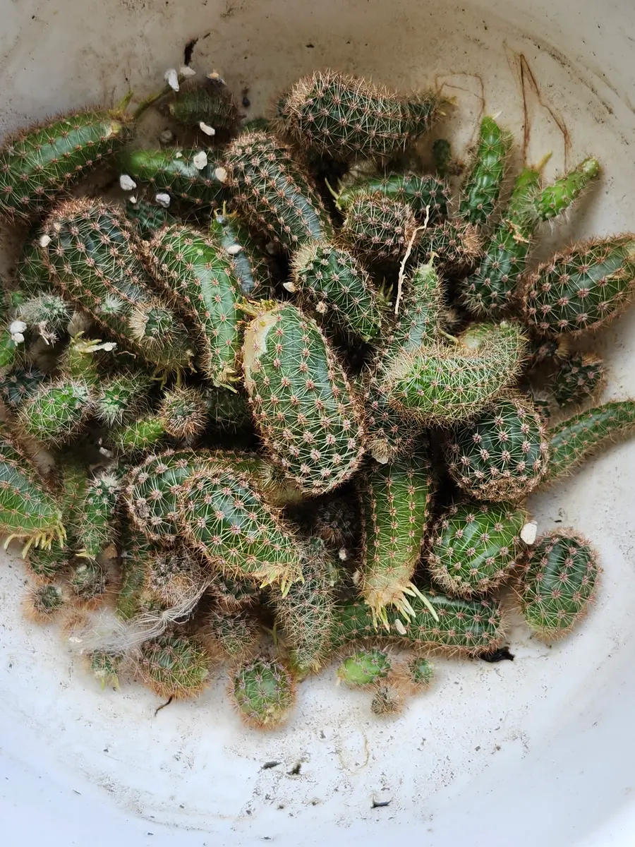 子沢山🌵｜園芸日記byおっこうちゃん｜みんなの趣味の園芸｜1361452