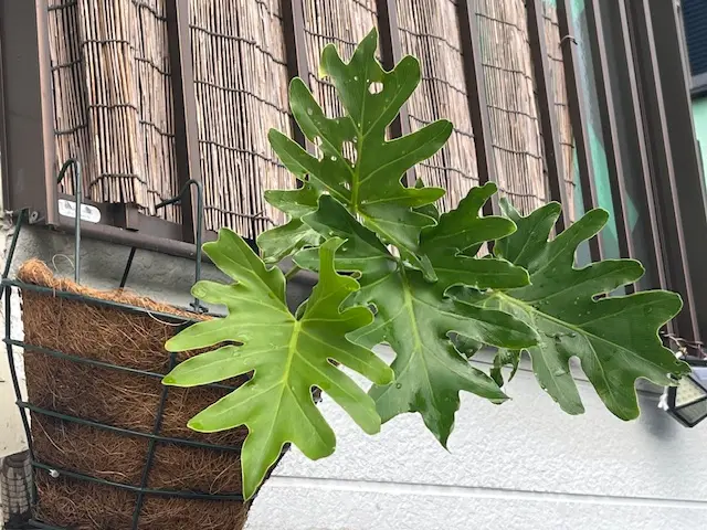 夏の花たち｜園芸日記by太陽おばさん｜みんなの趣味の園芸｜1361747