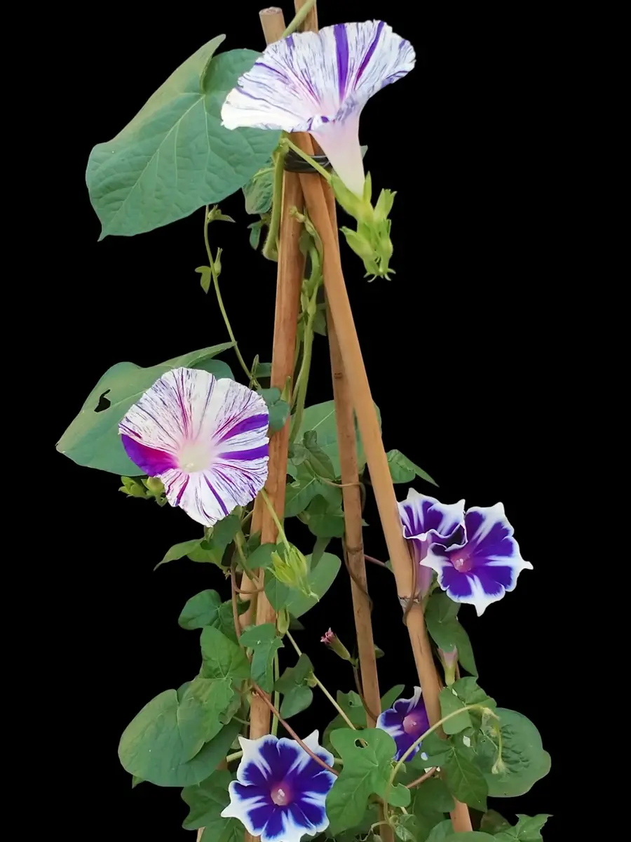 江戸風情｜園芸日記bymtaka｜みんなの趣味の園芸｜1361761