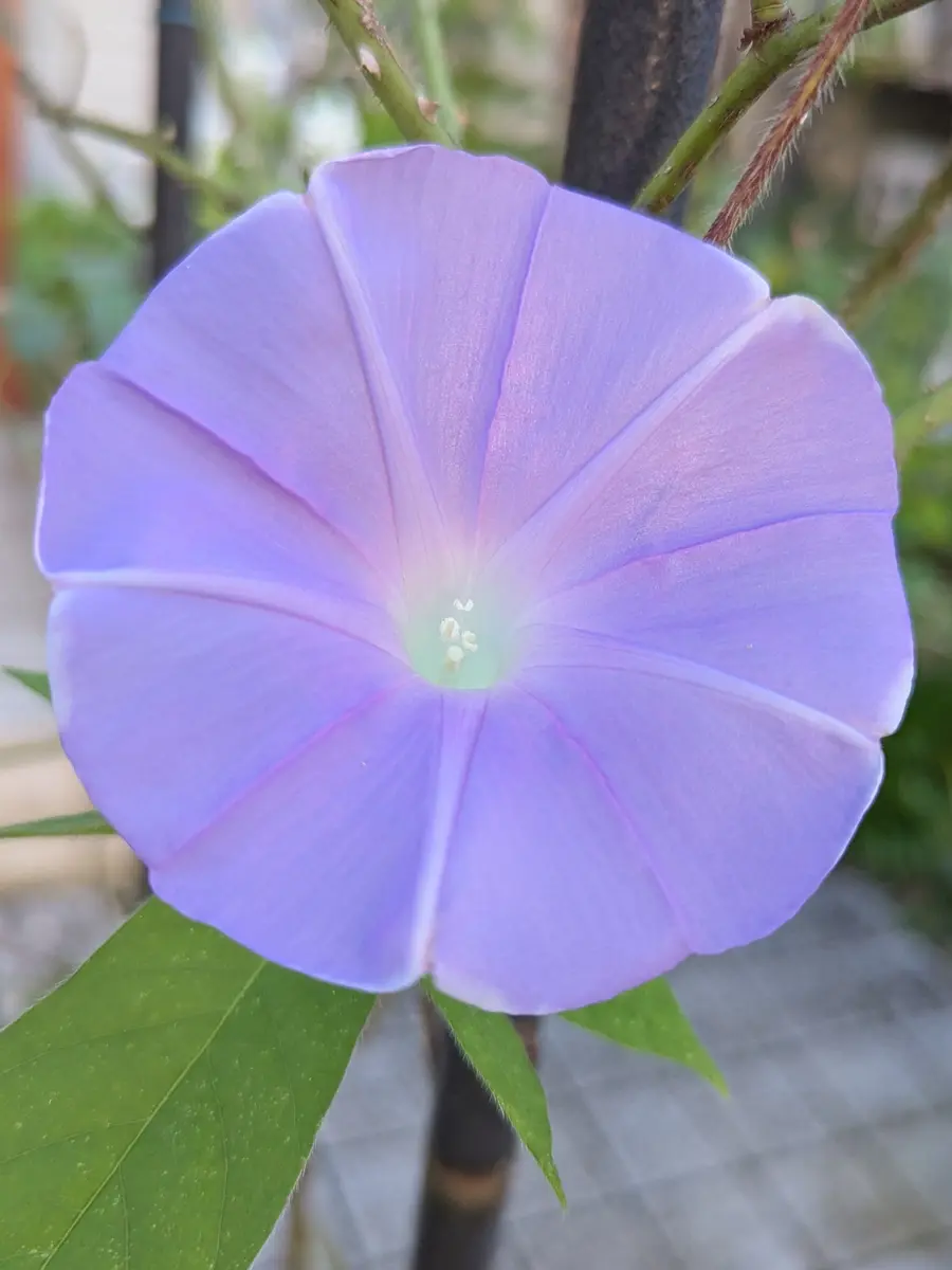 朝顔が始まりました〔写真2枚目〕-かおりんさんの日記｜みんなの趣味の園芸2025/07/29