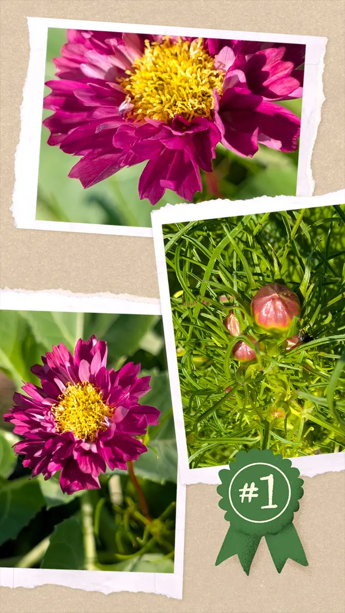 咲いた！〔写真3枚目〕-おれんじぺこさんの日記｜みんなの趣味の園芸2025/07/29