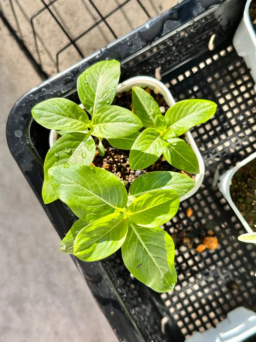 君はだれ？｜園芸日記byみゃーこ｜みんなの趣味の園芸｜1362005