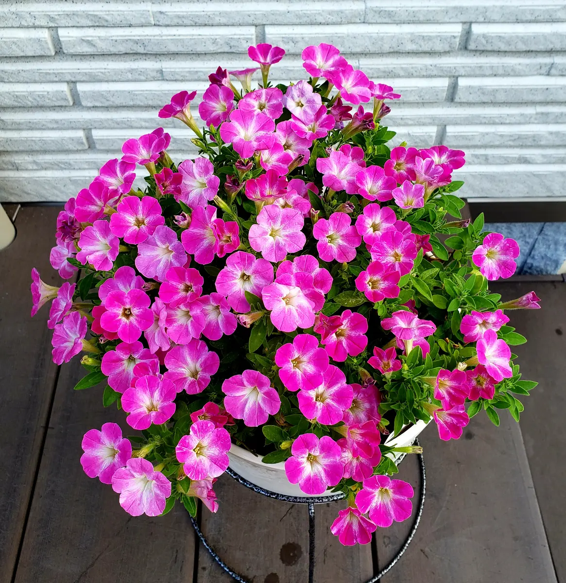 小梅ちゃん 満開です(*^.^*)〔写真3枚目〕-みどりガーデンさんの日記｜みんなの趣味の園芸2025/08/01