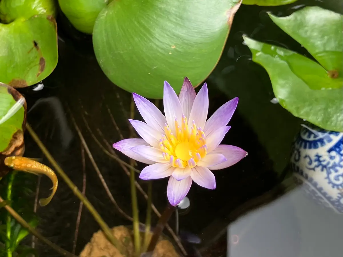 熱帯スイレン〜紫式部｜園芸日記byひいすけ｜みんなの趣味の園芸｜1364358