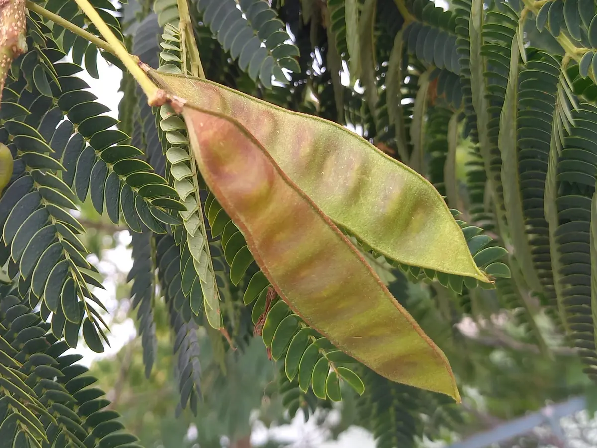 ネムノキ｜園芸日記byこんちゃん｜みんなの趣味の園芸｜1364862