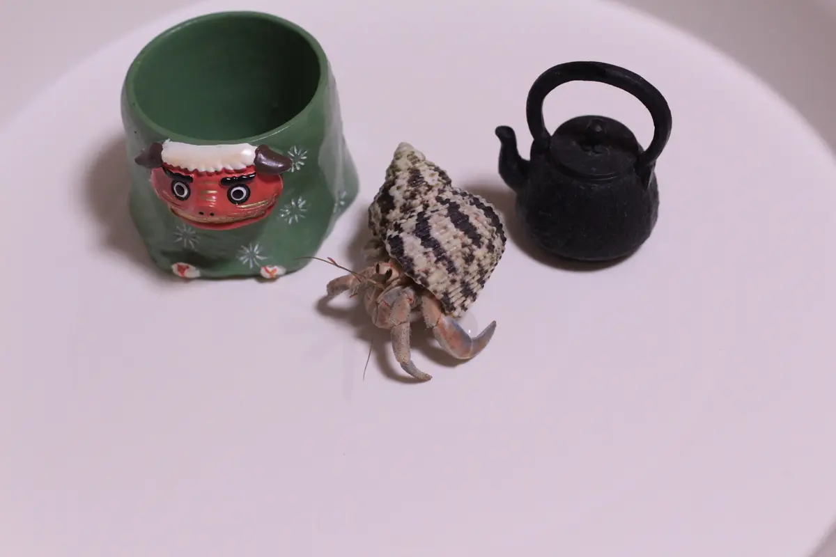 🐚 七色君 生還 !(^^)!｜園芸日記byはねこうし｜みんなの趣味の園芸｜1365716