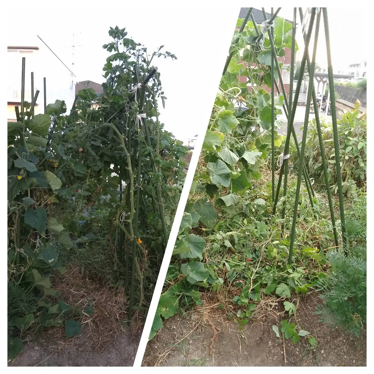 畑の様子🍀｜園芸日記byカシワバアジサイ｜みんなの趣味の園芸｜1372337