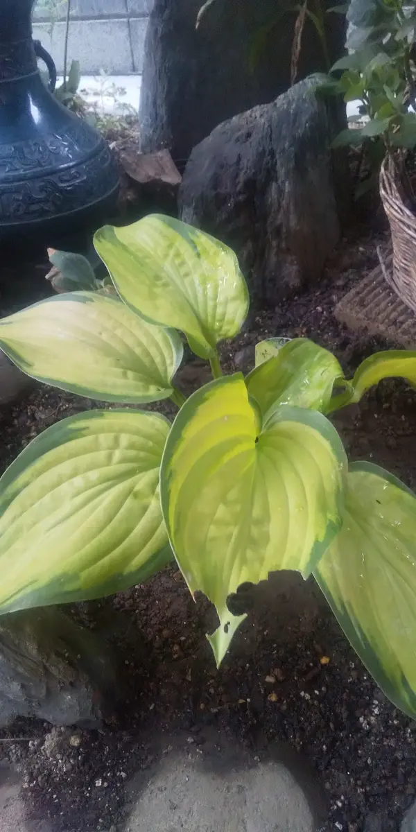 コリウス｜園芸日記byおきん｜みんなの趣味の園芸｜1372501