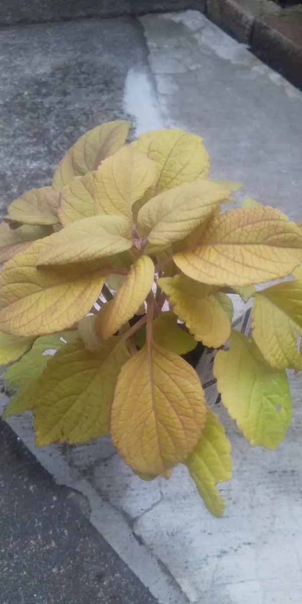 コリウス｜園芸日記byおきん｜みんなの趣味の園芸｜1372501