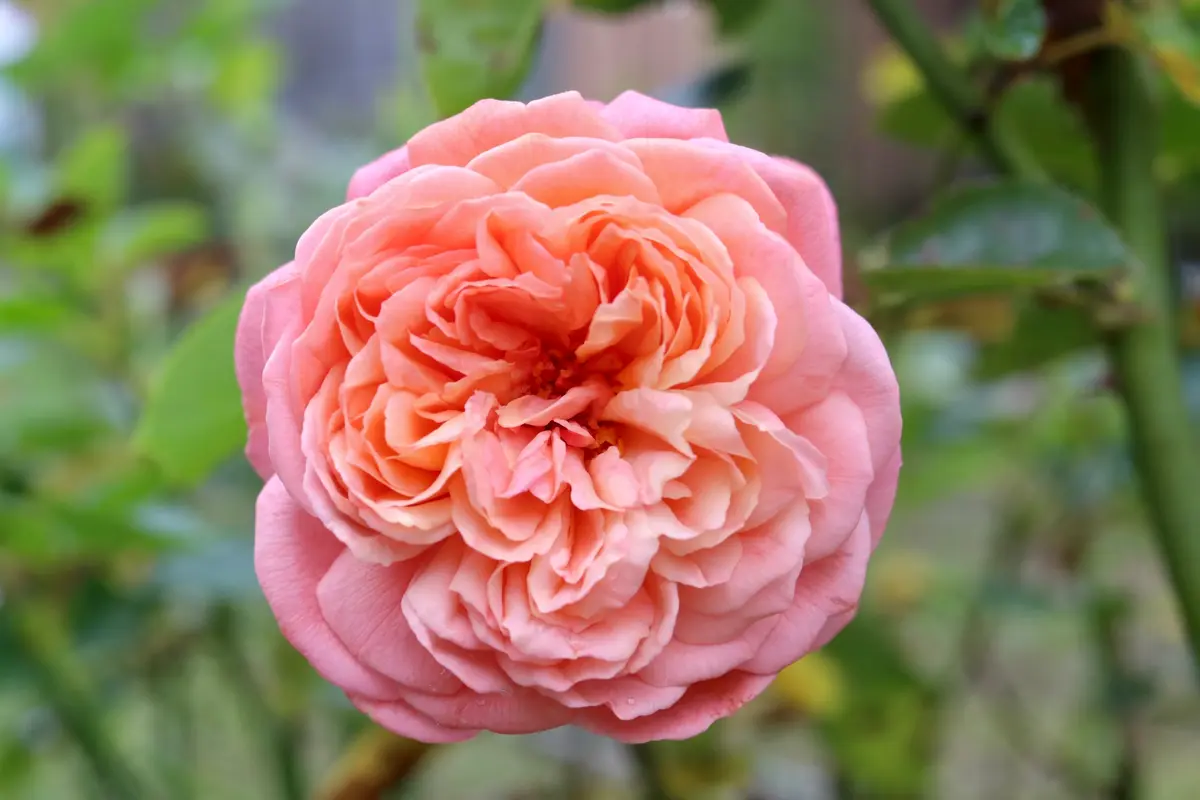 挿木苗の成長記録（パウルクレー）｜園芸日記by8755(花っこ)｜みんなの趣味の園芸｜1376875