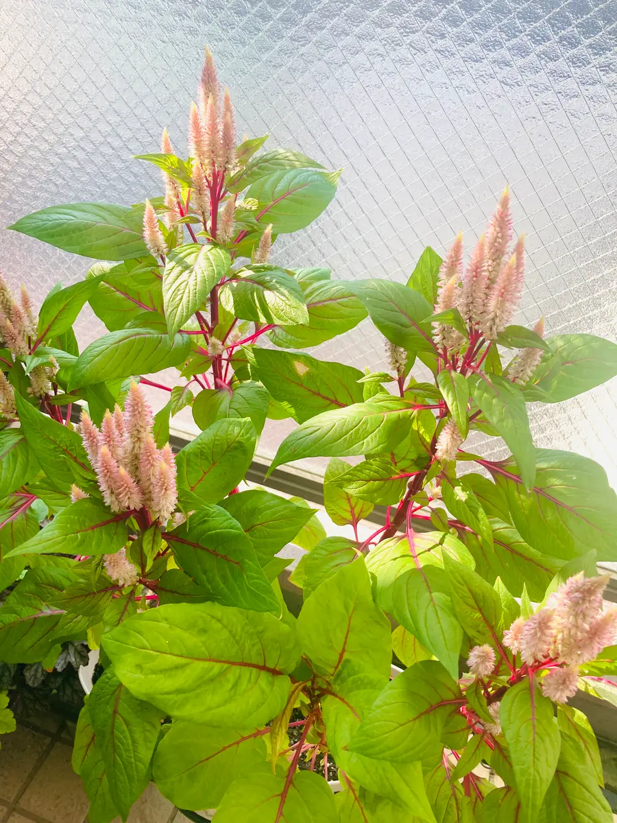 種からケイトウ｜園芸日記by園芸3年生｜みんなの趣味の園芸｜1376995