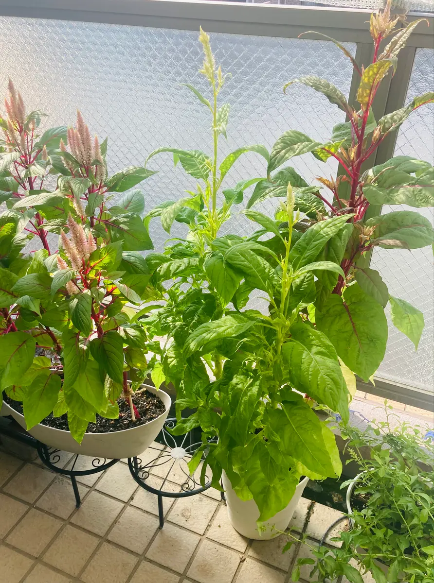 種からケイトウ｜園芸日記by園芸3年生｜みんなの趣味の園芸｜1376995