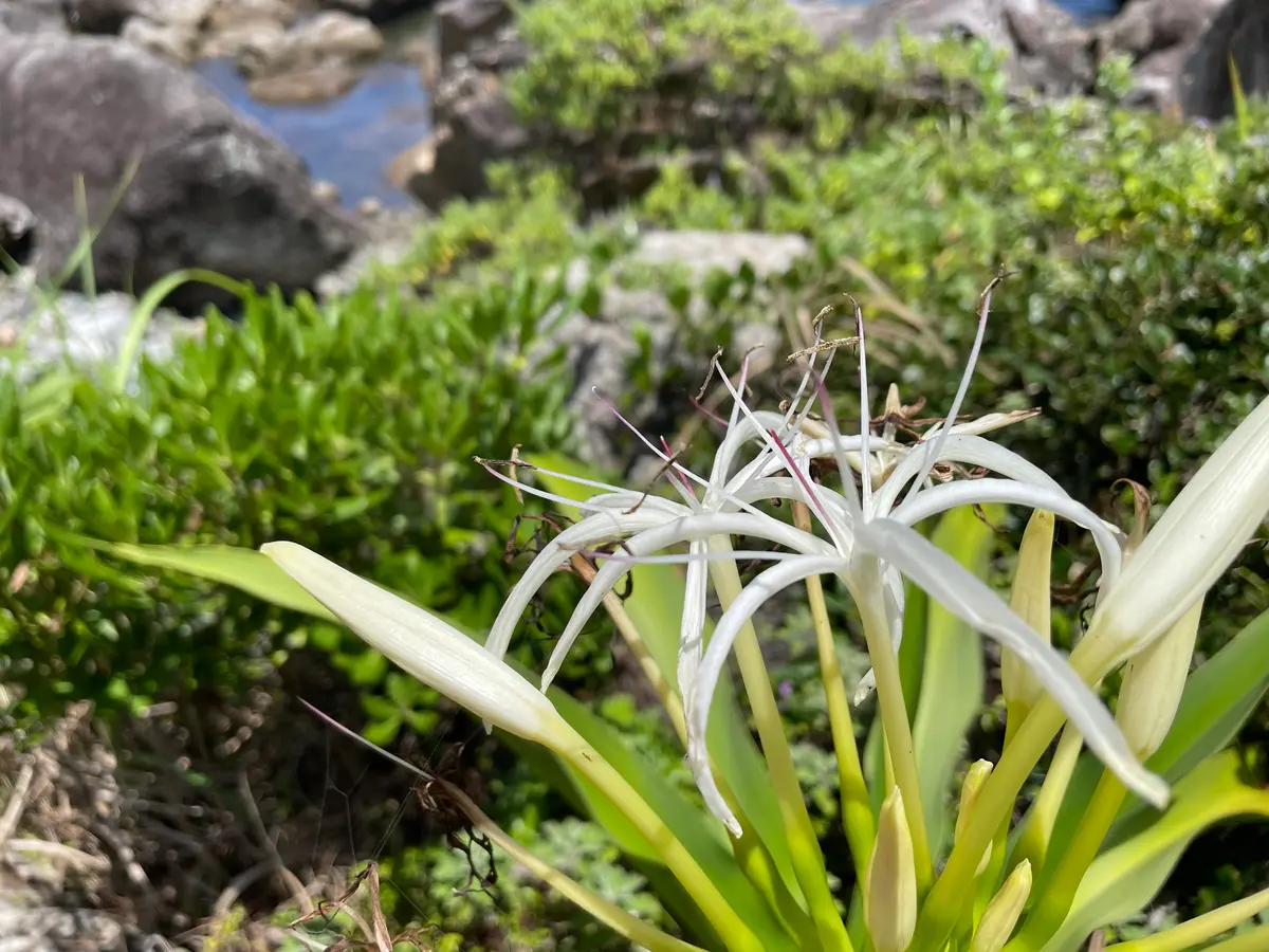 小さな海の駅から…｜園芸日記byおまめ｜みんなの趣味の園芸｜1377249