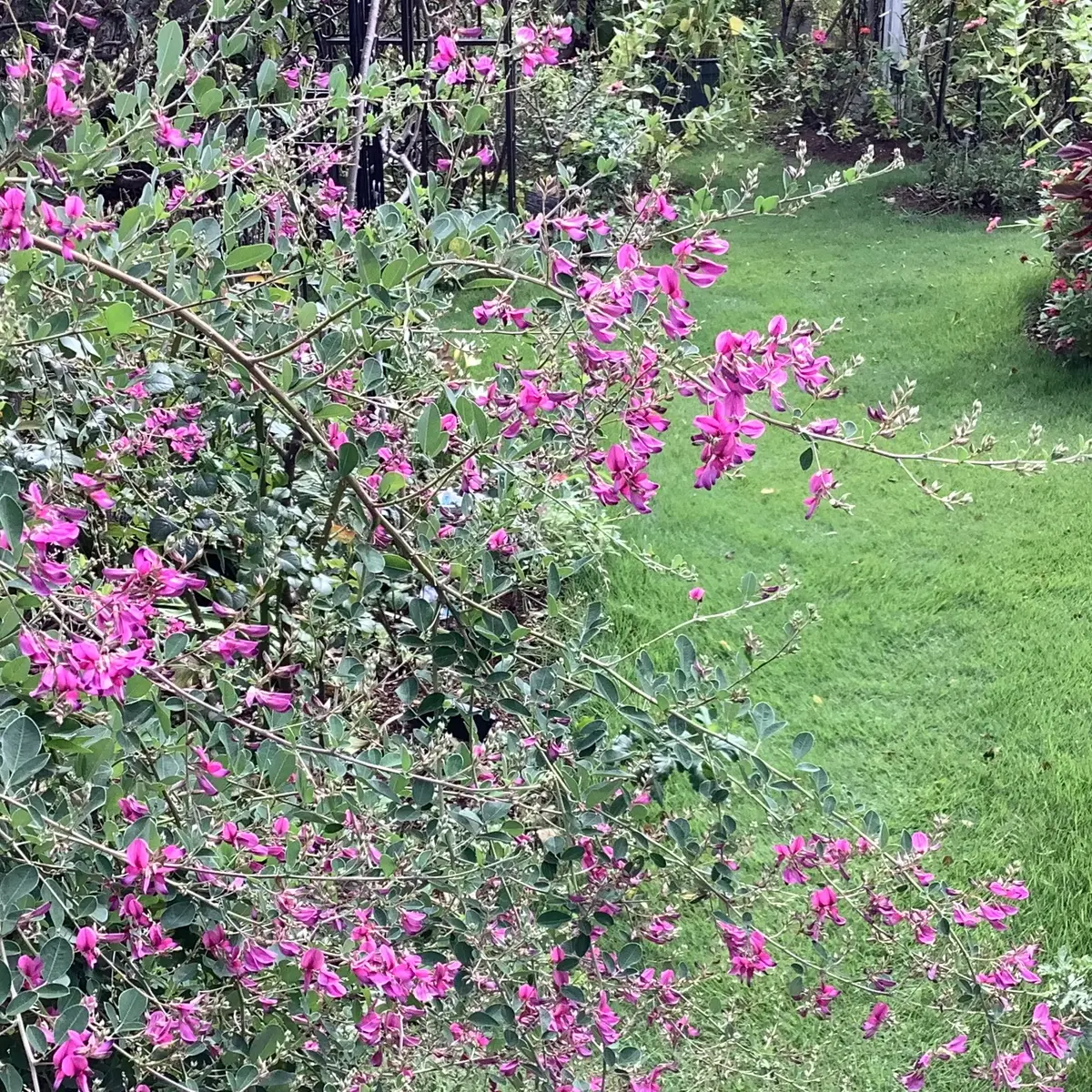 やっと秋が来る🍂〔写真1枚目〕-ママりんたさんの日記｜みんなの趣味の園芸2025/09/19