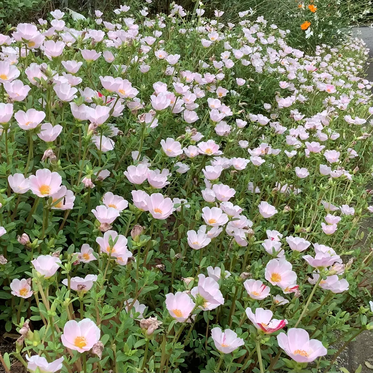 やっと秋が来る🍂〔写真3枚目〕-ママりんたさんの日記｜みんなの趣味の園芸2025/09/19
