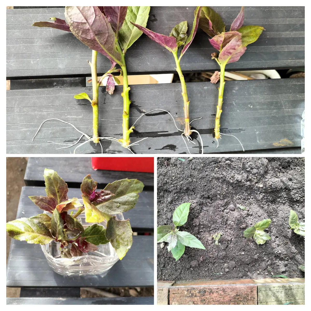 リコリス・アルビフローラ発芽！｜園芸日記byじゅんばあば｜みんなの趣味の園芸｜1377596