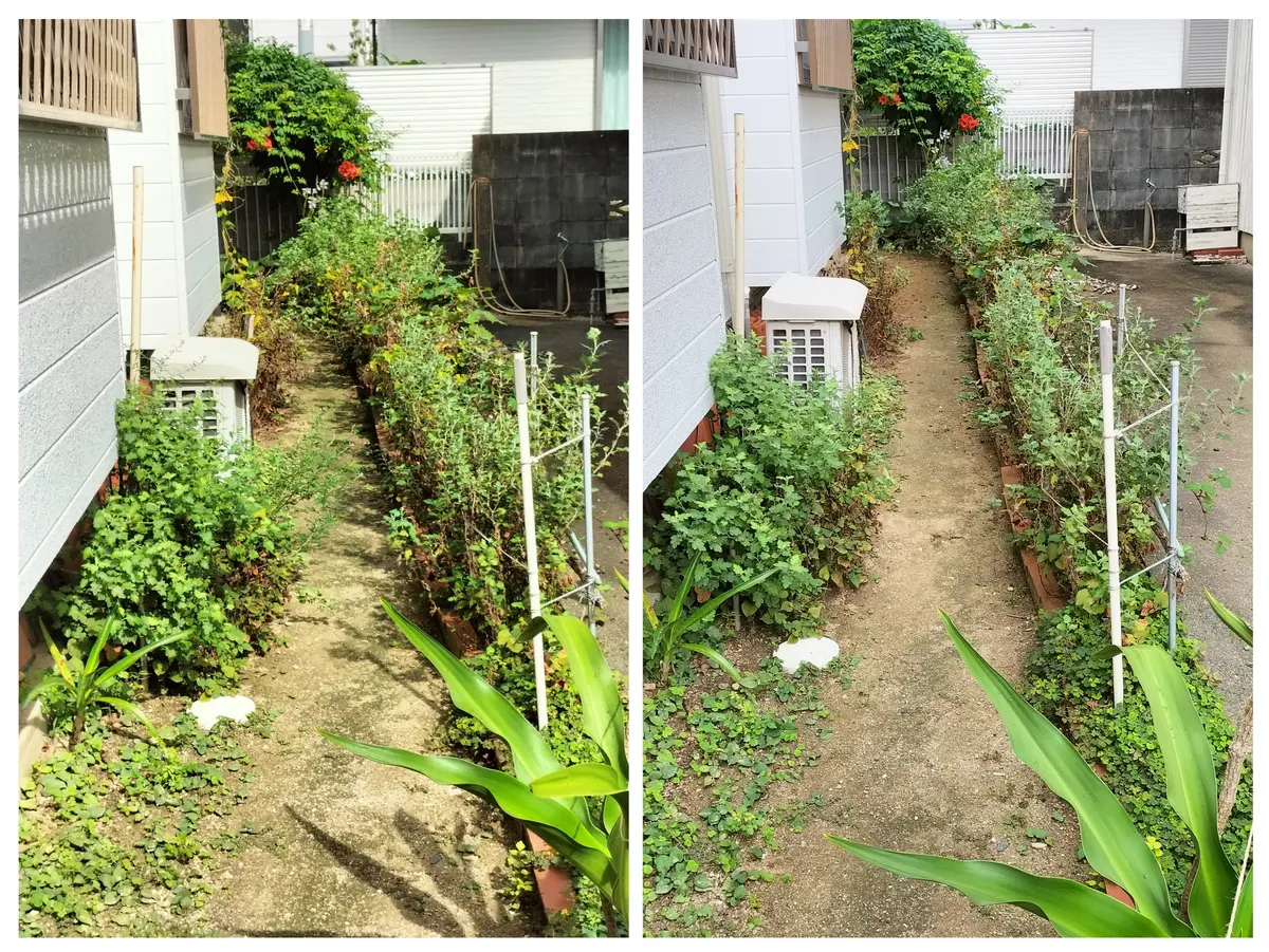 リコリス・アルビフローラ発芽！｜園芸日記byじゅんばあば｜みんなの趣味の園芸｜1377596