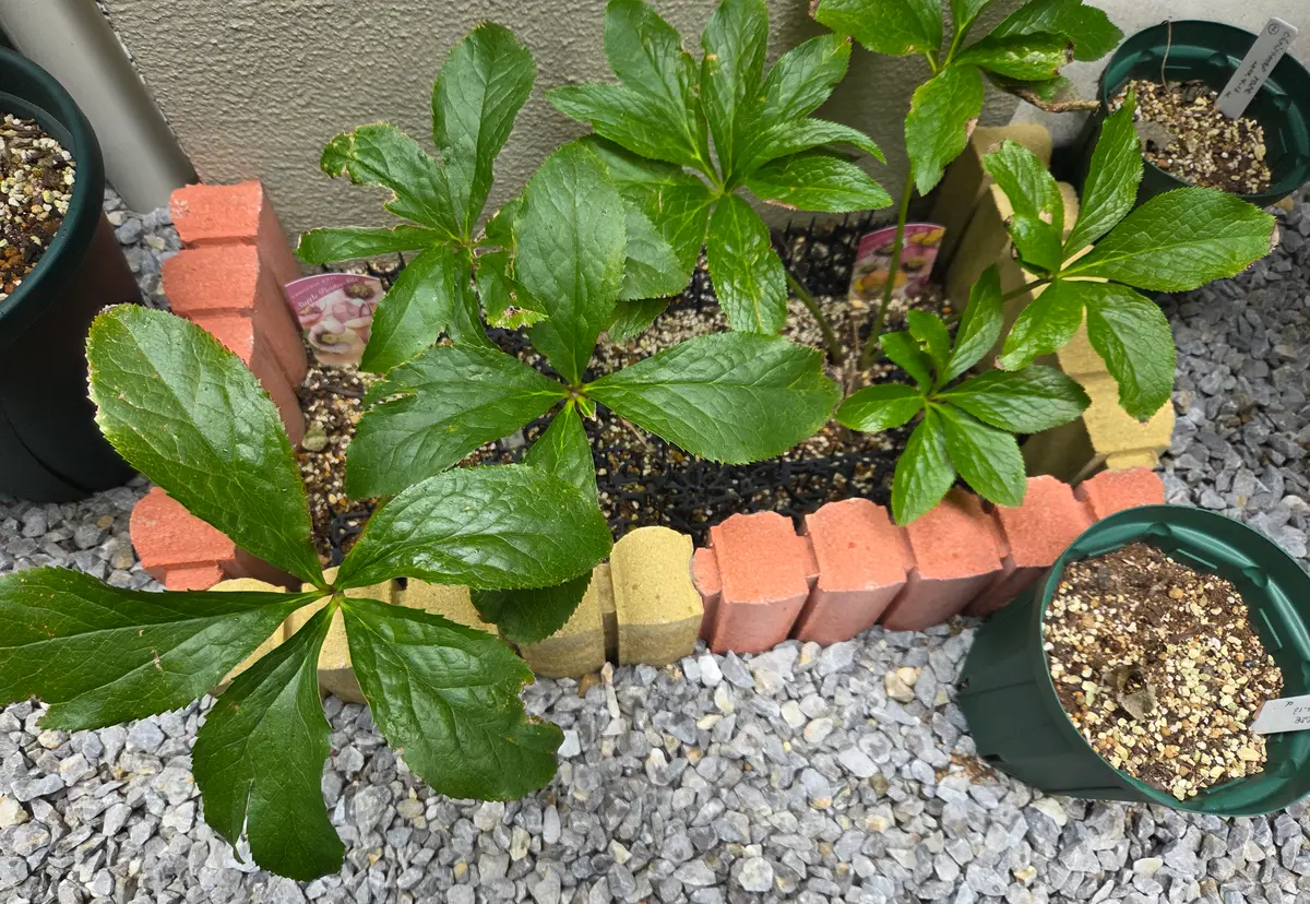 クリスマスローズ｜園芸日記byHana♡｜みんなの趣味の園芸｜1378535