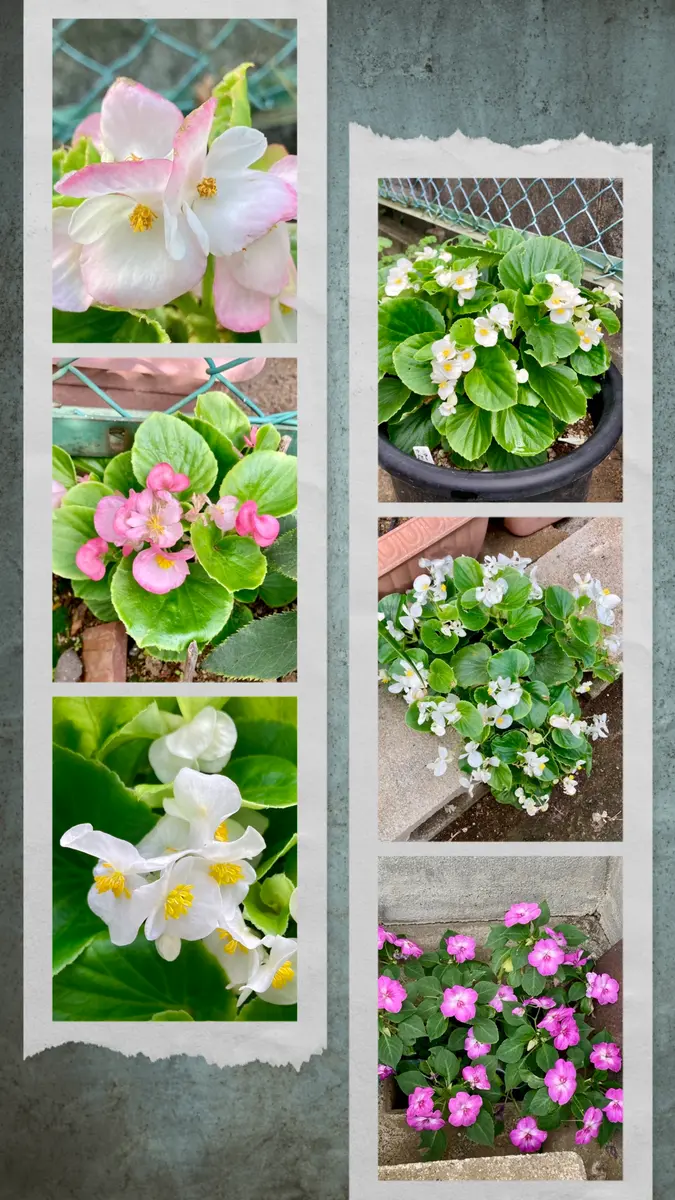 🌱我が家の零れ種っ子たち🌱｜園芸日記byクロ&クロ3｜みんなの趣味の園芸｜1404476